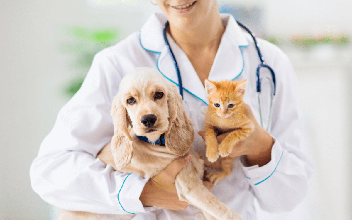 Compassion In Veterinary Care Benefits Both The Client And The Practitioner